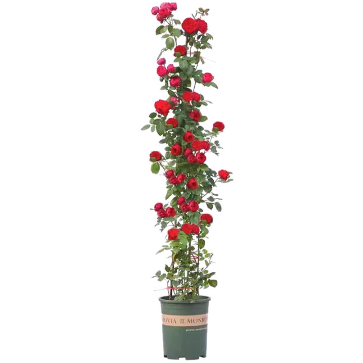 YAZHI | Climbing Rose Plant Large Old Root | Lazada PH