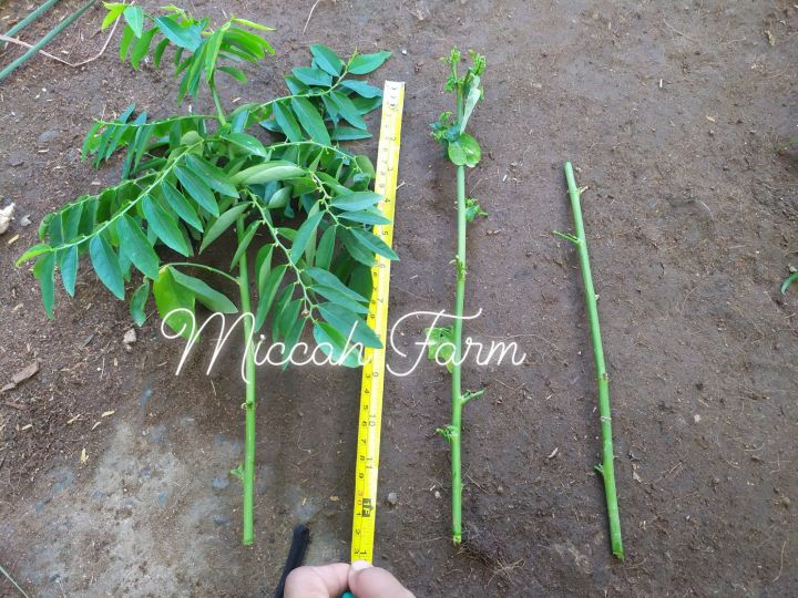 Chinese malunggay| Marunggito| Katuk cuttings | Lazada PH