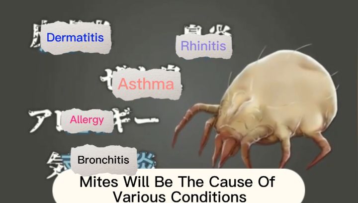 Japan Mite Spray Natural Remove Insect Anti Mites Bed Bug Killer Dust ...