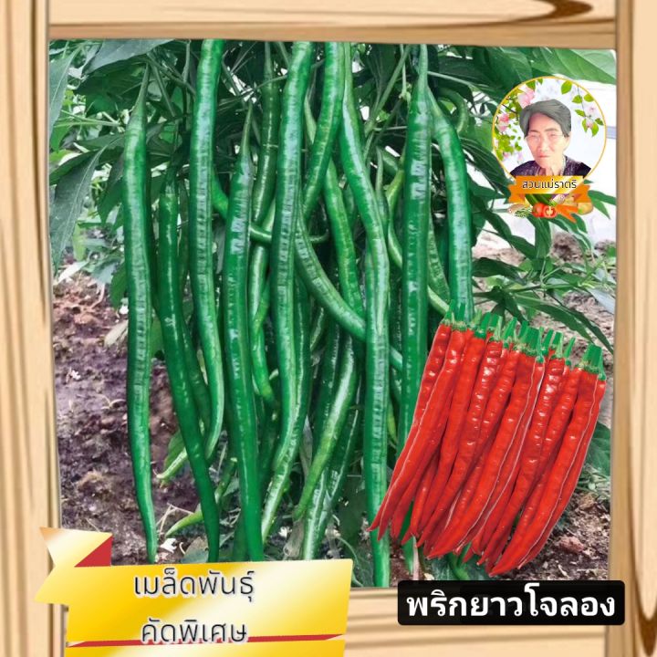 โปรฯแรง 3แถม1 เมล็ดพริกยาวโจลอง 100-200เมล็ด เมล็ดผักสวนครัว เมล็ดผัก ...