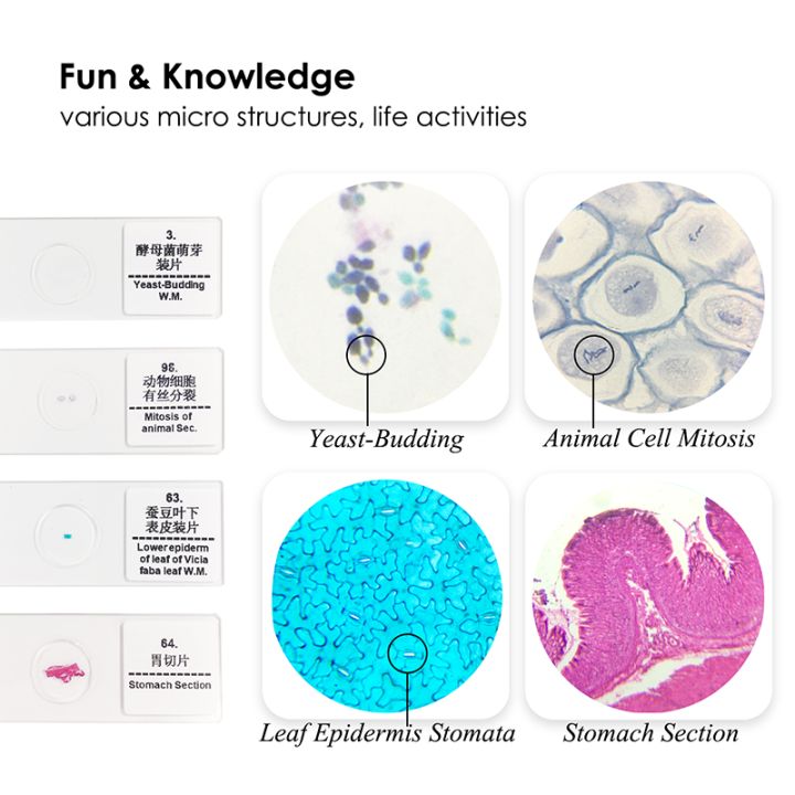 Microscope Slides 10 15 25 50 100 Pieces Glass Slide Prepared