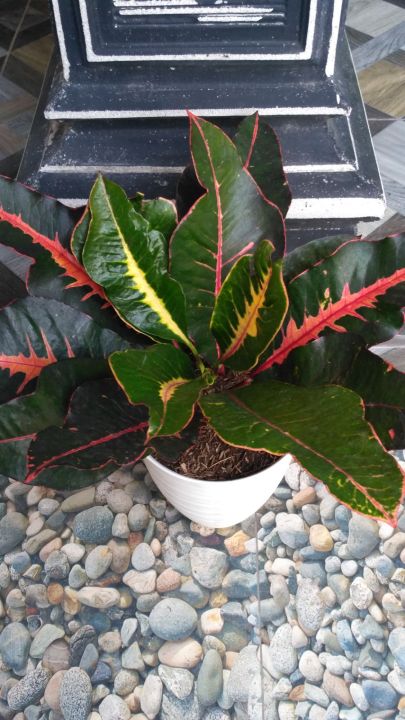 puring bali merah bunga puring murah berkualitas jaminan berakar penuh ...