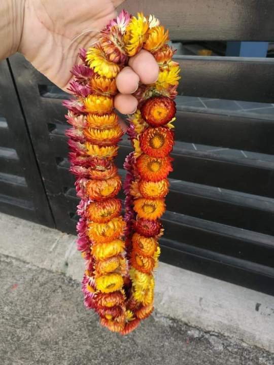 EVERLASTING FLOWER GARLAND FROM BAGUIO CITY | Lazada PH