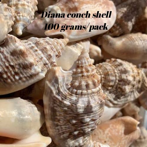 (Real Seashells) Diana Conch Shell 100 grams/pack Conch Seashell For ...
