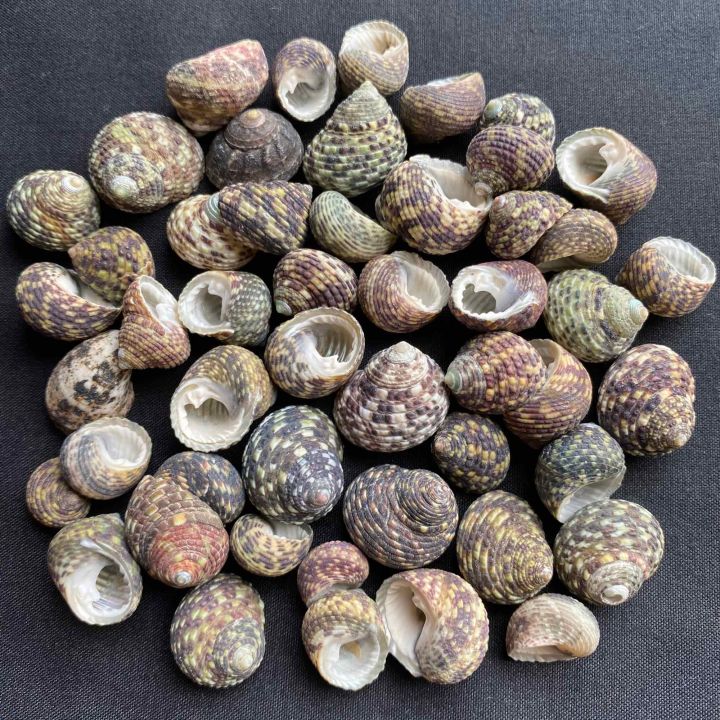 วัสดุตกแต่งงานฝีมือเปลือกหอย cong luo 50g หอยทะเลธรรมชาติ green small ...