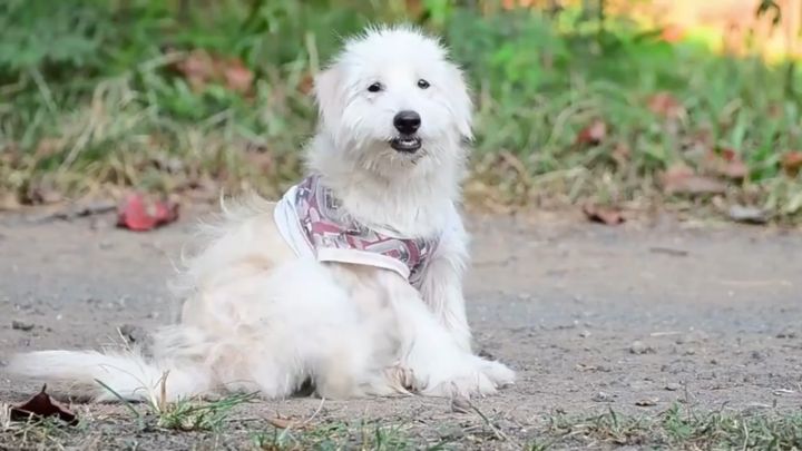 【Sterilize and relieve itching】100ml heal fresh wounds Dog wound spray ...