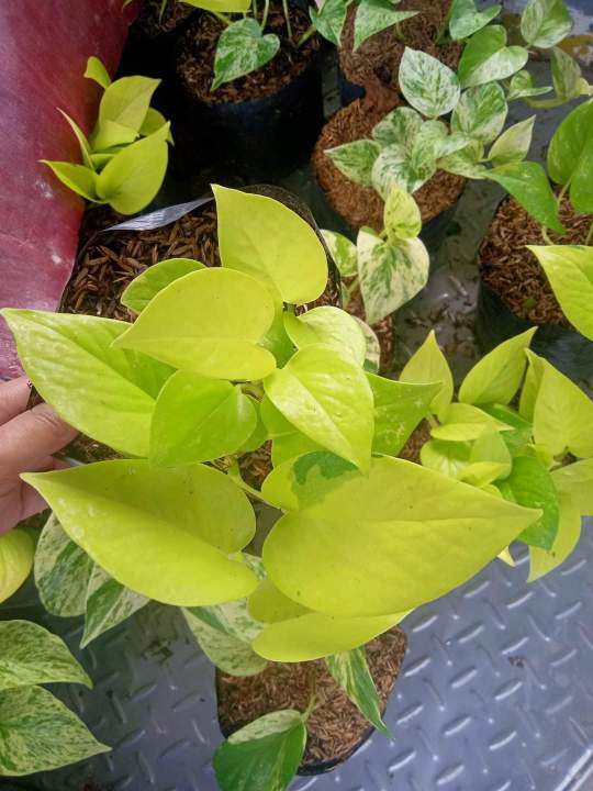 Neon pothos VARIETY 🌿 | trailing | clovergreen plants shop | Lazada PH