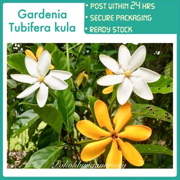 Pbn Gardenia Tunifera Kula Fragrance Flower Bunga Harum Wangi Pokok Hidup Garden Cempaka