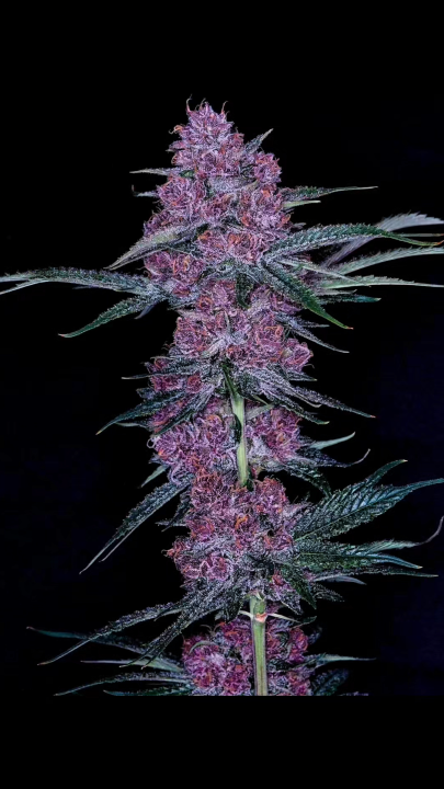 กิ่งชำ กิ่งชําพันธุ์นอก กิ่งโคลน กิ่งชำค่าย ต้นโคลน Trop Cherry OG R1(Trop Cherry x SFV OG ...