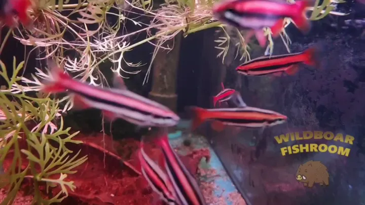 Coral Red pencilfish | Nannostomus mortenthaleri | Live animal | Lazada ...