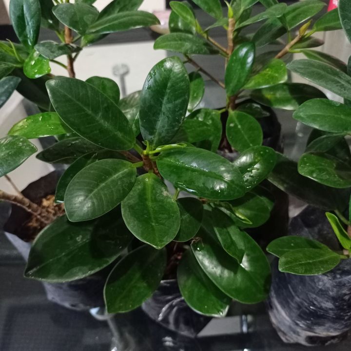 ficus nana | Lazada PH