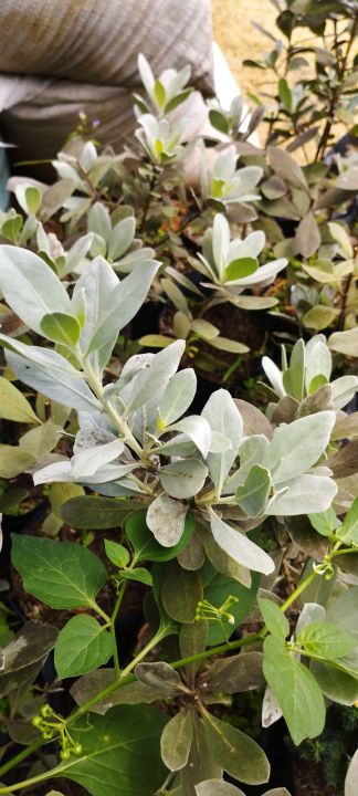 silver bottom luxury plant 1 ft tall rare plant | Lazada PH