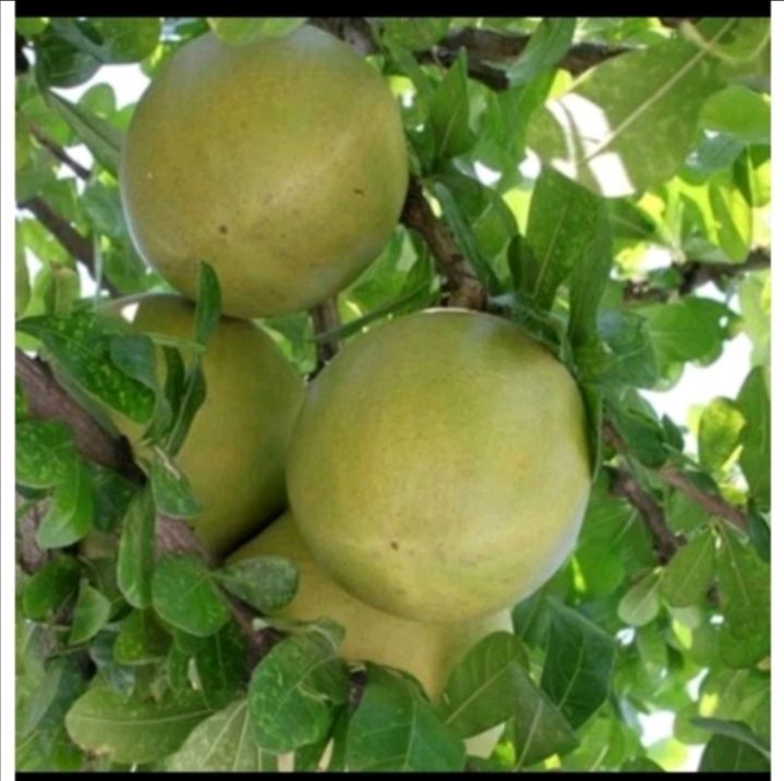 Miracle Fruit/Calabash Fruit /Bunga (1pc) | Lazada PH