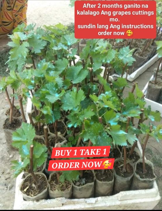 2 +1 FREE Grapes Red Cardinal may dahon plant na sya mabilis alagaan ...