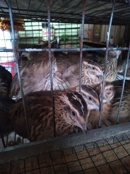 telur fertil isi 5 butir | Lazada Indonesia