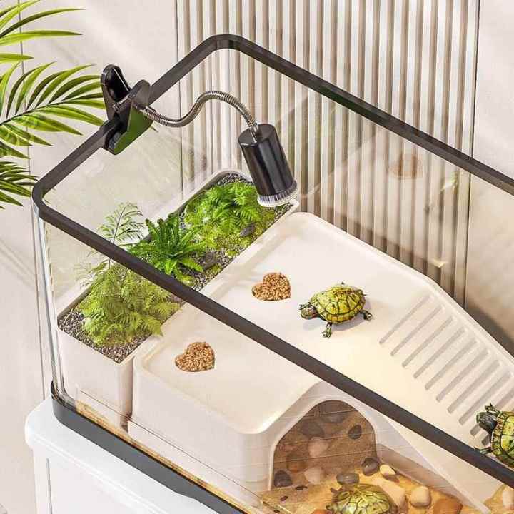 Turtle Sunbathing Platform Turtle Grass Turtle Landscape Small Turtle ...