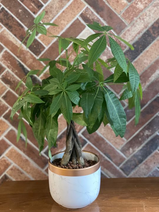 money tree plant potted in a beautiful pot | Lazada Singapore