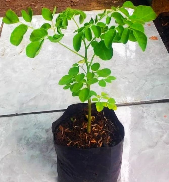 Anak pokok moringga bertunas dengan ketinggian 8-12inci | Lazada