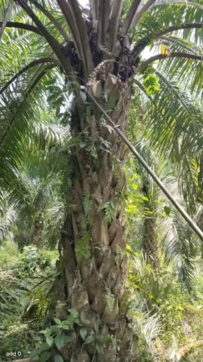 FAST DELIVERY MECHANICAL SICKLE PROBE/ TANGKAI SABIT MEKANIKAL/ SINTAQ ...