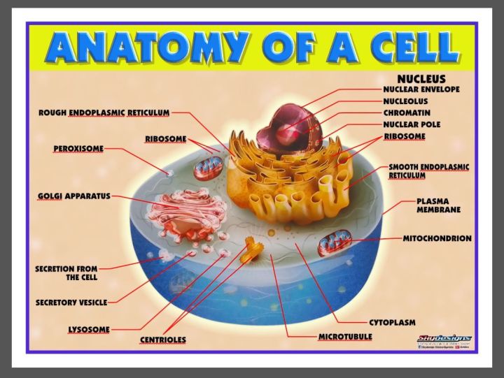 EDUCATIONAL POSTER TARPAULIN ANATOMY OF A CELL 45X60CM | Lazada PH