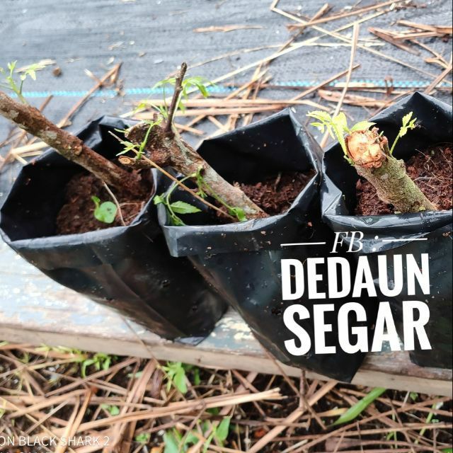 Daun Semambu Segar / Anak Pokok Semambu | Lazada