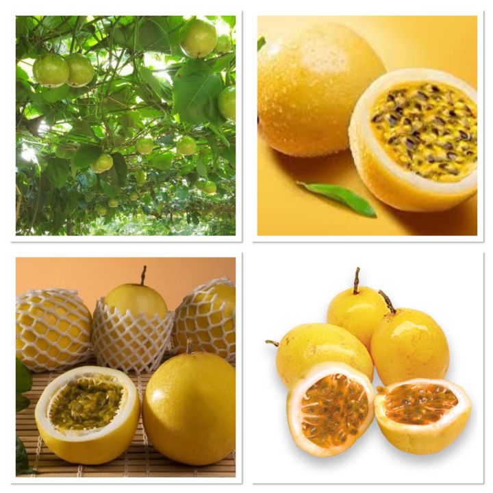 เมล็ดพันธุ์ เสาวรส สีเหลืองทอง ปานามา ( Golden Passion Fruit Panama ...