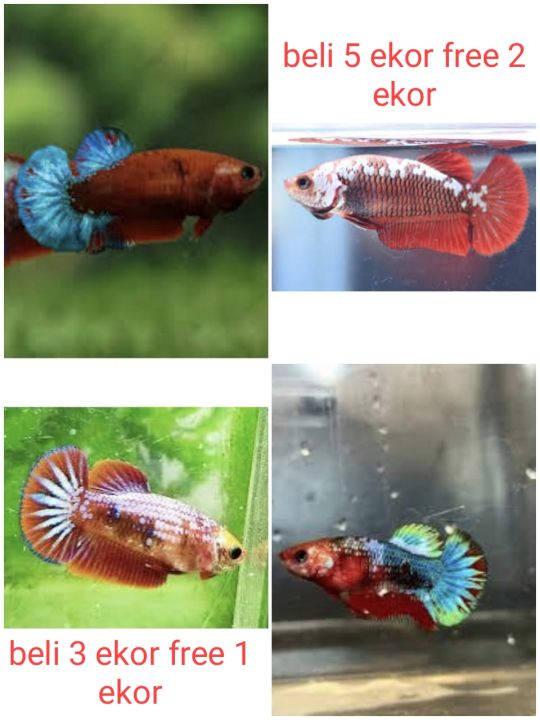 Betta female pk/hmpk/hm (betina/female) buy 3 free 1/buy 5 free 2( random) | Lazada