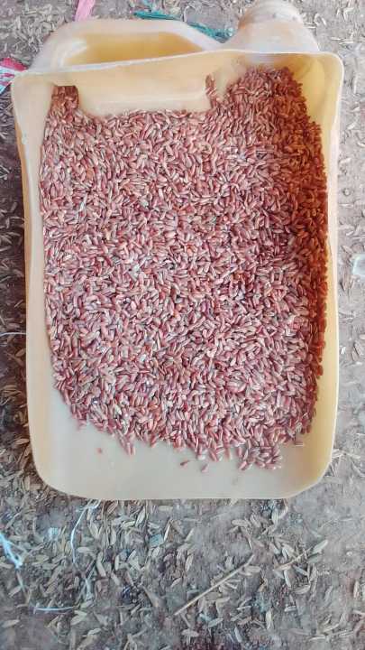 beras merah organik asli huma 5kg | Lazada Indonesia
