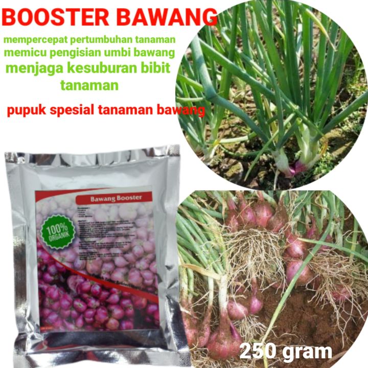 Pupuk booster bawang pupuk spesial bawang merah bawang putih agar cepat maksimal pertumbuhan ...