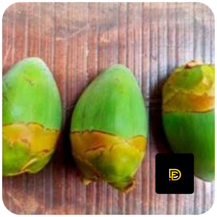 Beluluk kelapa tembuluk kelapa buah kelapa kecil 10 buah | Lazada Indonesia