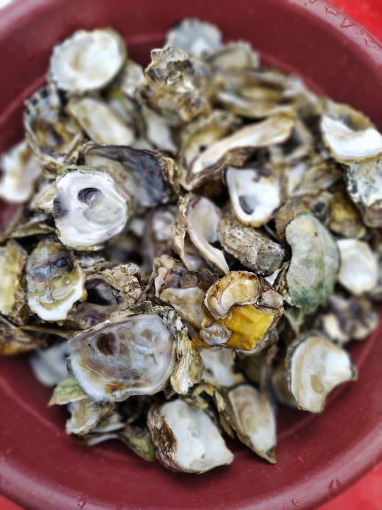 Shell oyster 1kilo (in net bag) washed and sundried. oyster +konting ...
