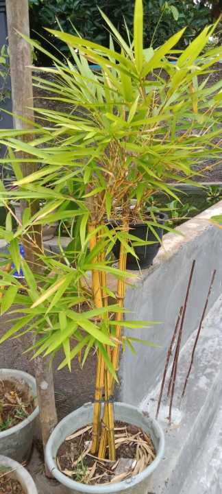 bambu kuning hias murah terlaris | Lazada Indonesia