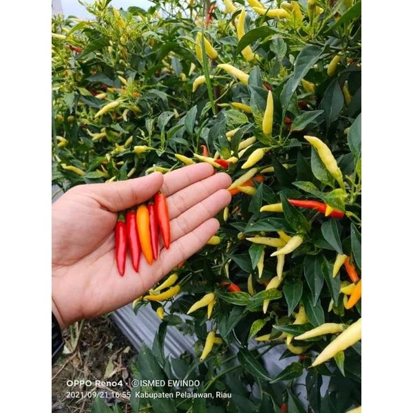 isi 100 butir benih cabe rawit setan hibrida super pedas buah lebat cap ...