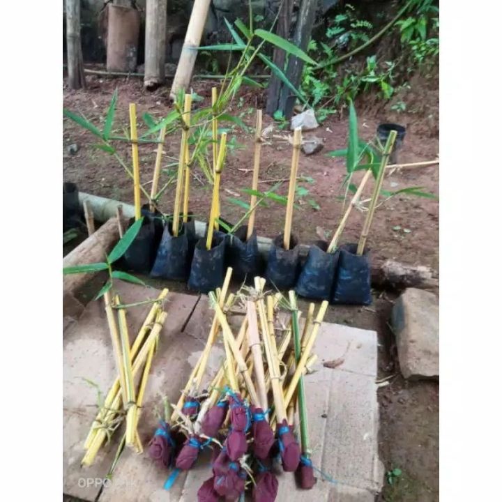 Bibit bambu kuning asal stek murah | Lazada Indonesia