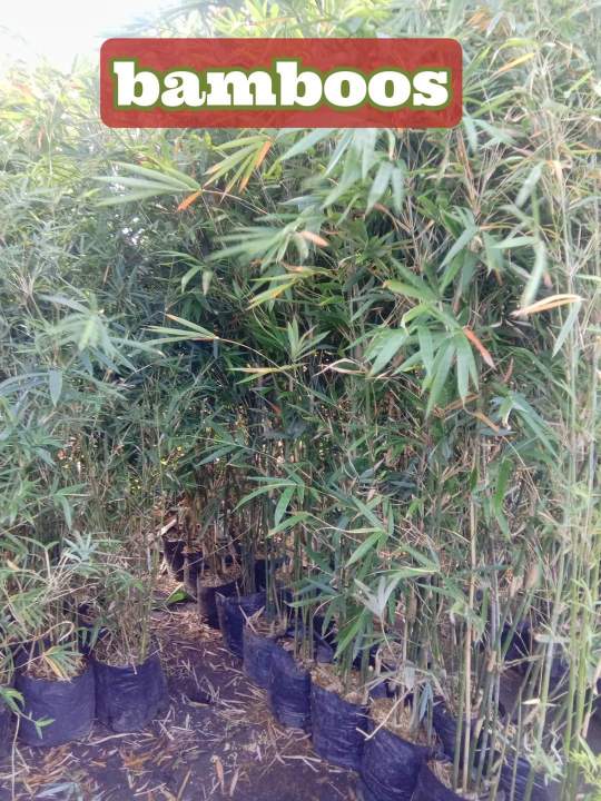 Live Plant Grafted Plant Marcoted Plant Tree Thai Bamboo Chinese Bamboo ...