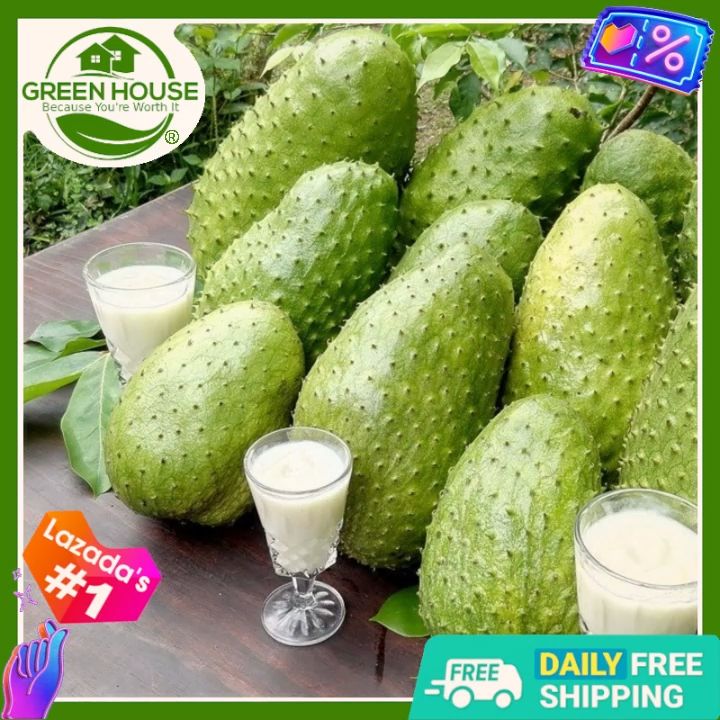 Green House® - Guyabano Seeds for Planting Vegetable Plants (5 Seed ...