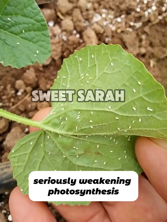 【Refund Guaranteed】Eliminate 10000 pests Pesticides For Plants 🐛 Ubat ...
