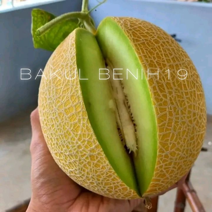 PROMO 300+ BENIH MELON INTHANON GOLDEN HIBRIDA F1 SUPERAN BIBIT BUAH ...