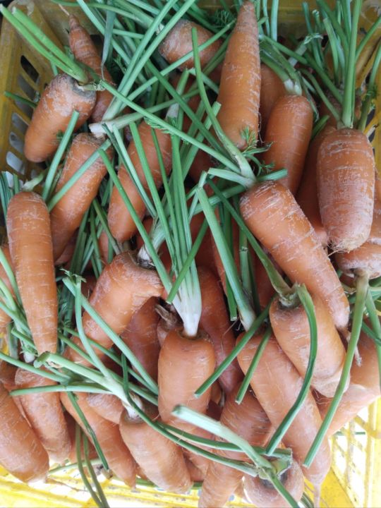 FRESH CARROTS (sold per kilo) | Lazada PH