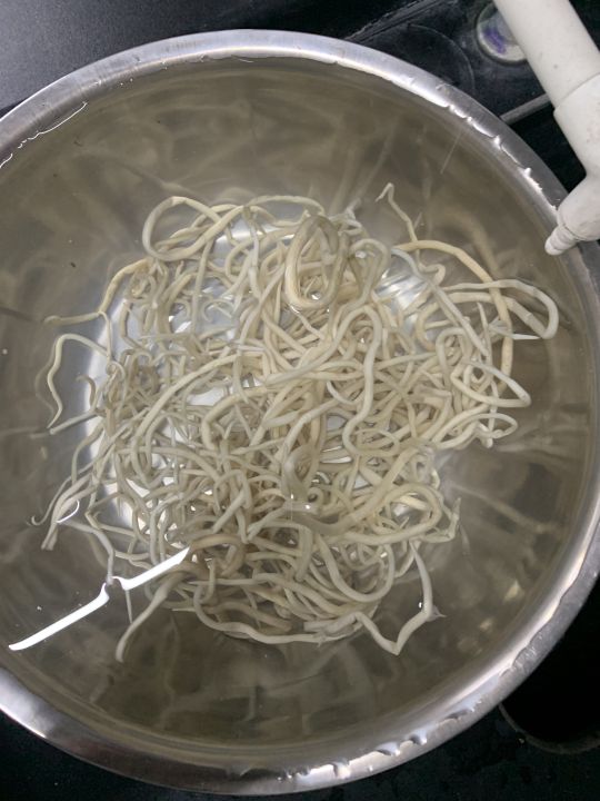 Preserved Pig Dog Roundworm And Ginger Worm Specimen for Teaching ...