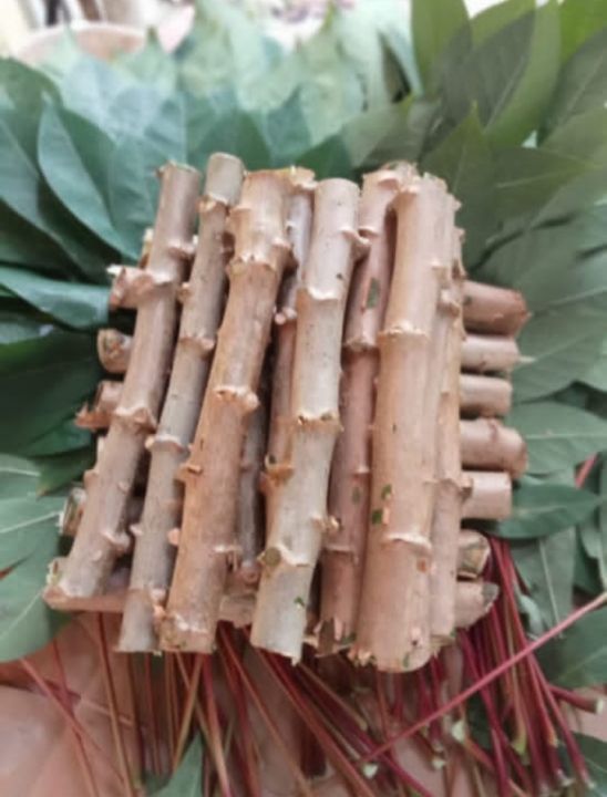 Benih Ubi kayu (species singkong gajah) - saiz ubi ( besar) RM0.60 ...