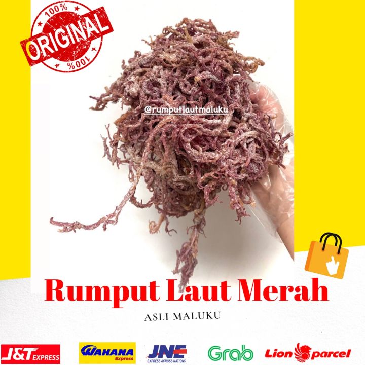 1 KG RUMPUT LAUT MERAH KERING ( Eucheuma cotoni ) euchema cotoni sea ...
