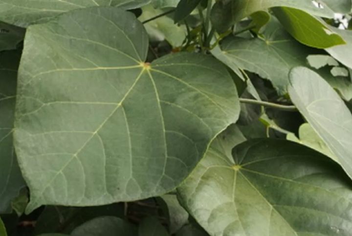 Daun Waru Segar 100 lembar | Lazada Indonesia Daun Waru Segar 100 lembar | Lazada Indonesia