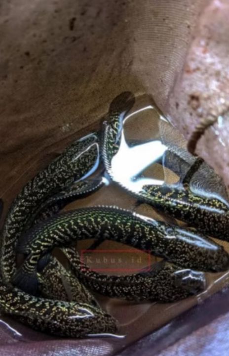 IKAN CANA ASIATICA WS | Lazada Indonesia