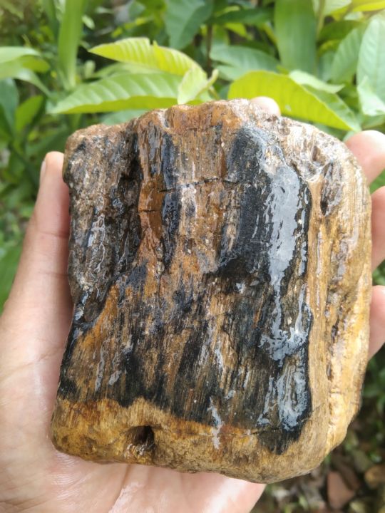 FOSIL KAYU KELOR ALAMI | Lazada Indonesia