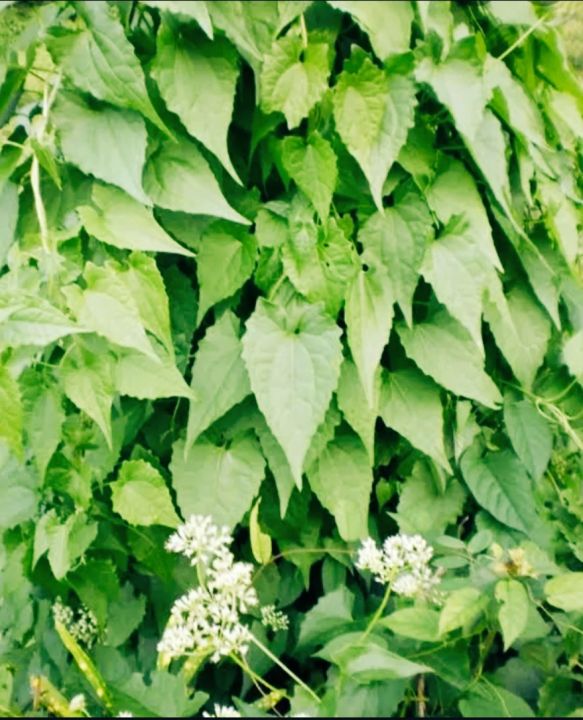 Daun sembung rambat 250g | Lazada Indonesia