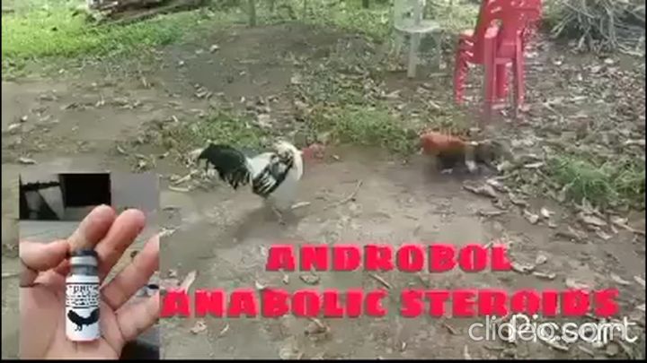 Androbol for gamefowl/dogs 10ML | Lazada PH