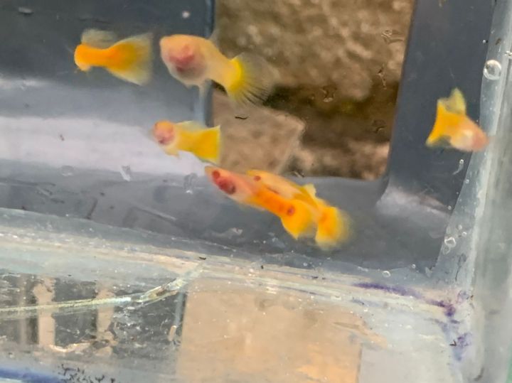 guppy full gold glassbelly albino 1 pair( medium size ready breed) | Lazada