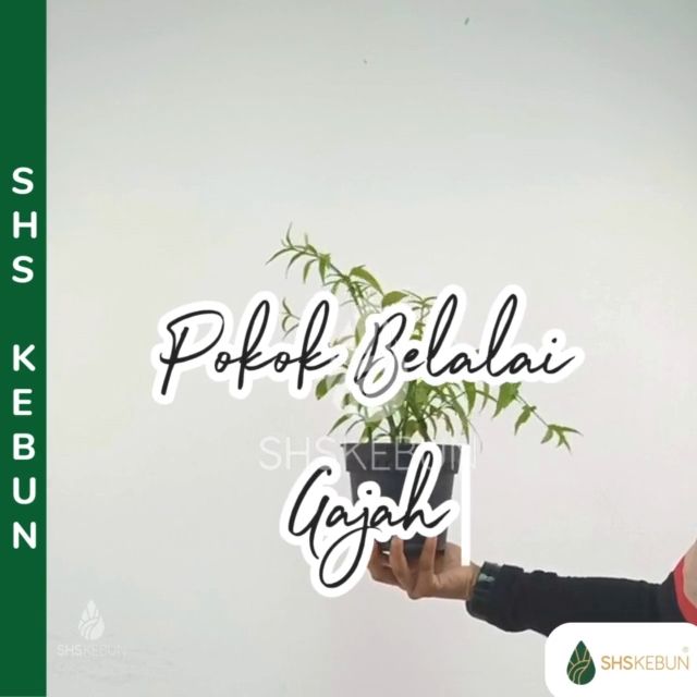 Pokok Belalai Gajah Sabah Snake Grass 忧遁草 Pokok Herba Pokok Hidup ...