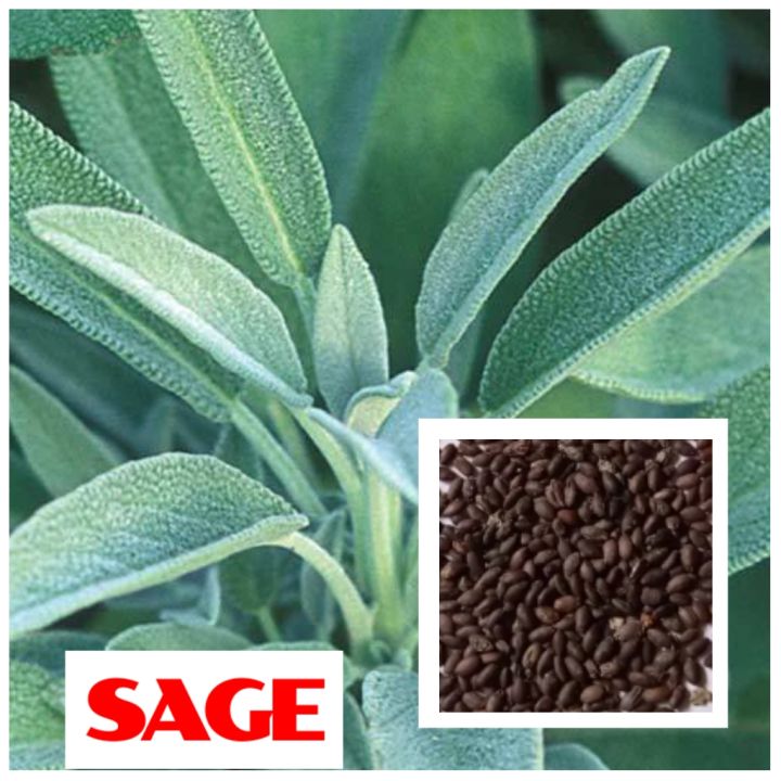 SAGE SEEDS FOR PLANTING ( 5SEEDS ) HERBS | Lazada PH